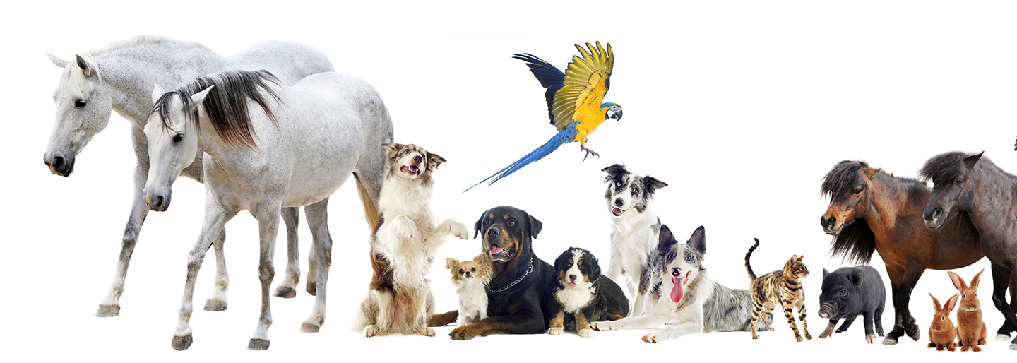 Tarifs crémation et services funéraires – Anima Care