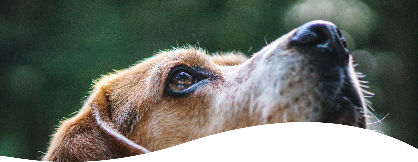 Foire aux questions (FAQ) – Crématorium pour animaux – Anima Care